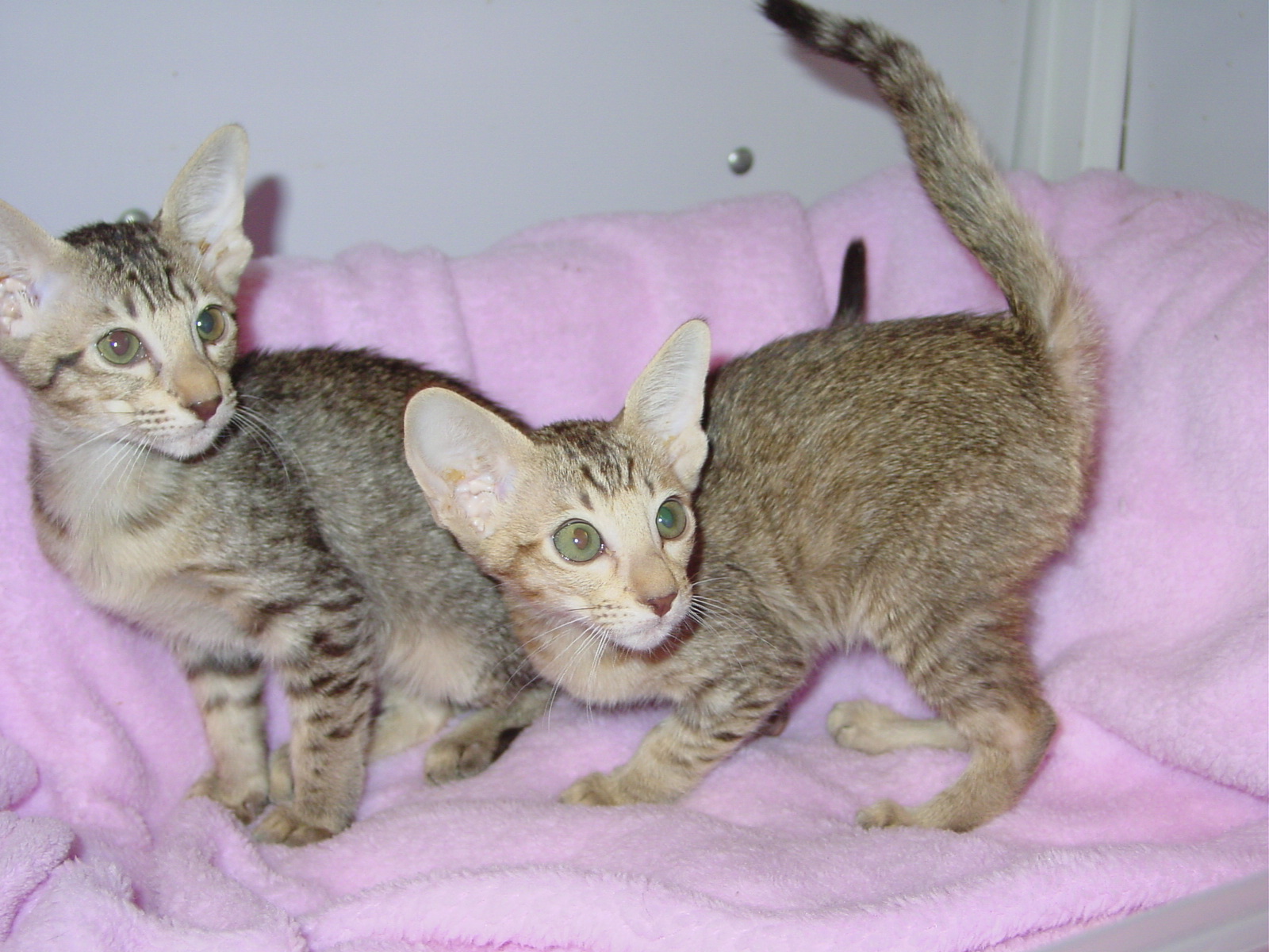 Oriental Shorthair at Monrovia Cattery