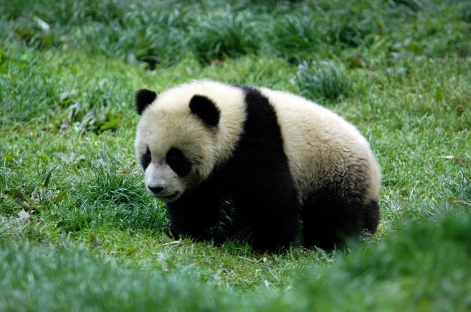 The Pictures: Panda In China