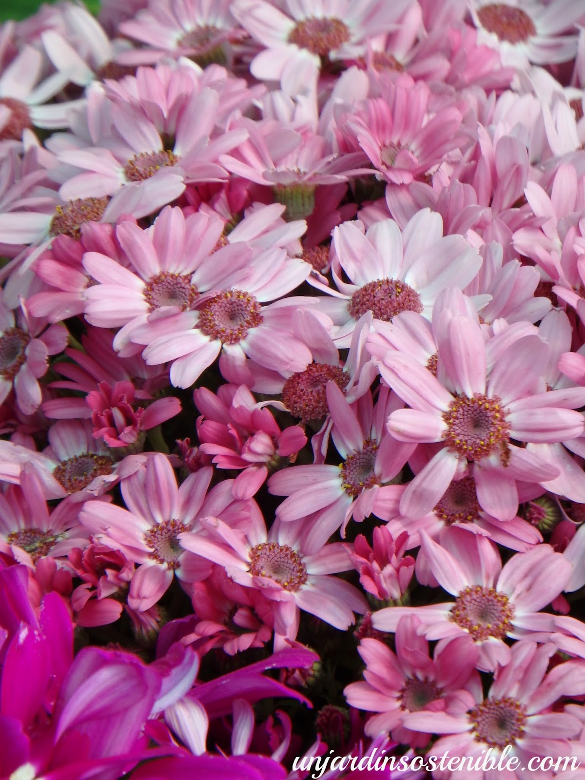 Pericallis x hybrida (Cineraria del florista)