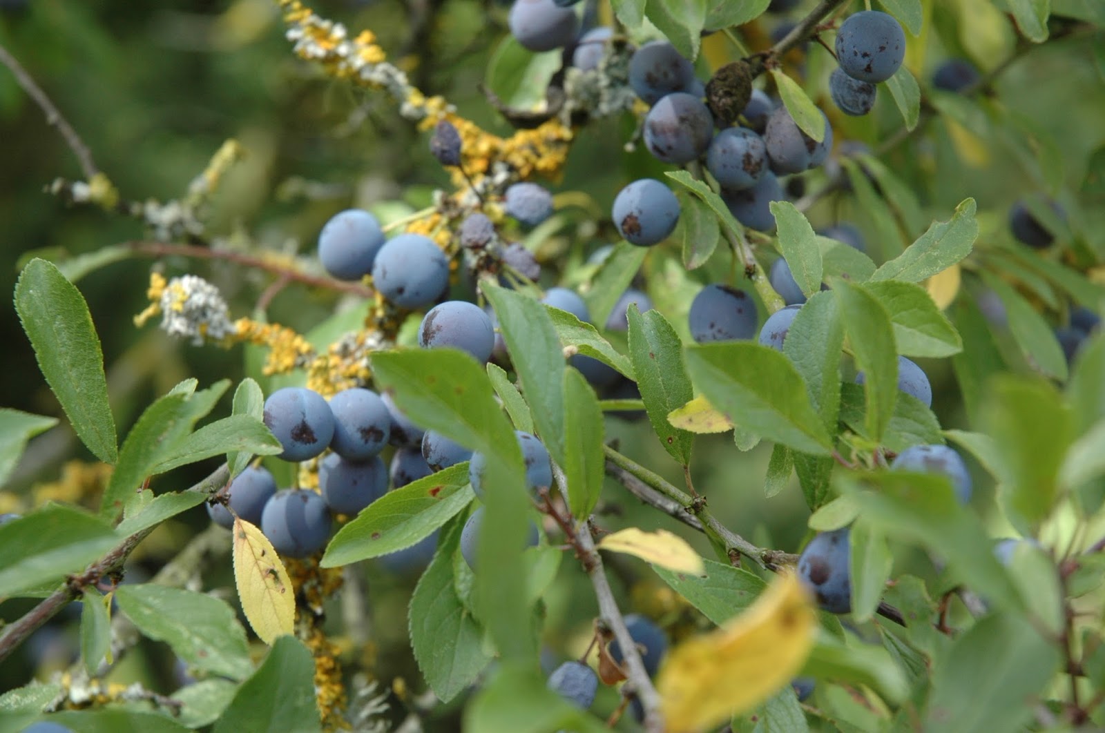 Exploring a bumpy path: Plum/Damson/Sloe Gin/Rum update
