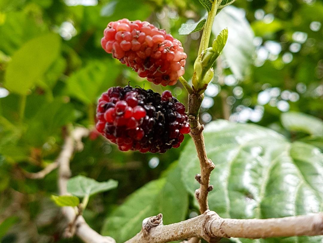 Maryam's Culinary Wonders: 1235. Mulberry Pie