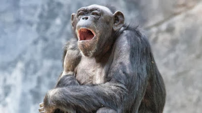 Young chimps catches human Contagious behavior - Universal Science ...