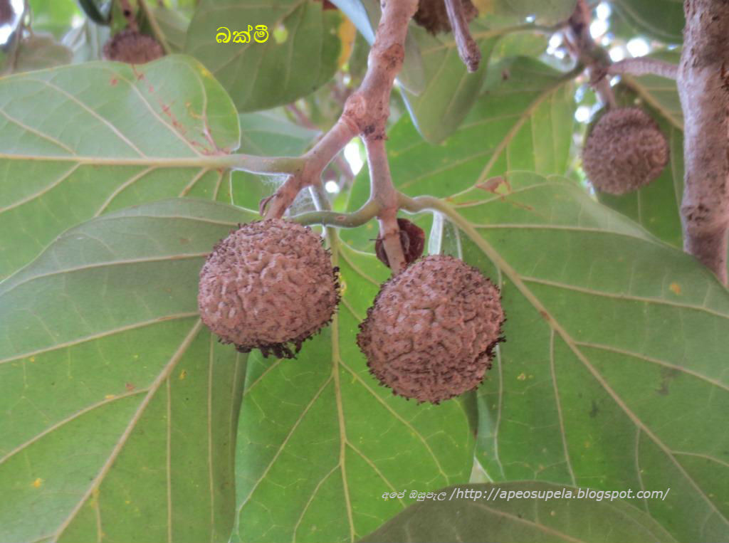 බක්මී [Bakmee] (Nauclea orientalis) ~ අපේ ඔසුපැළ Medicinal Plants of ...