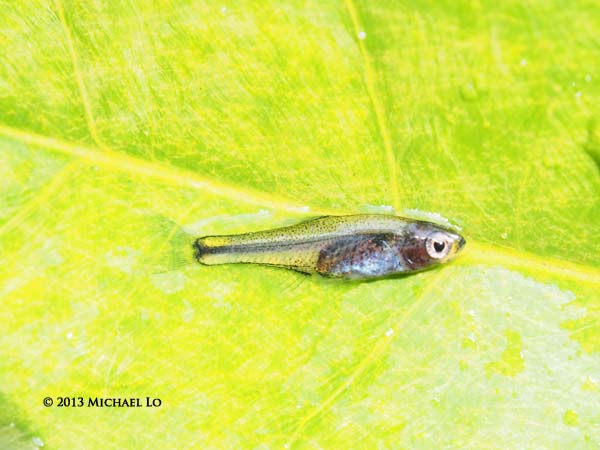 The rainforests of Borneo & Southeast Asia: Blackwater stream near my home
