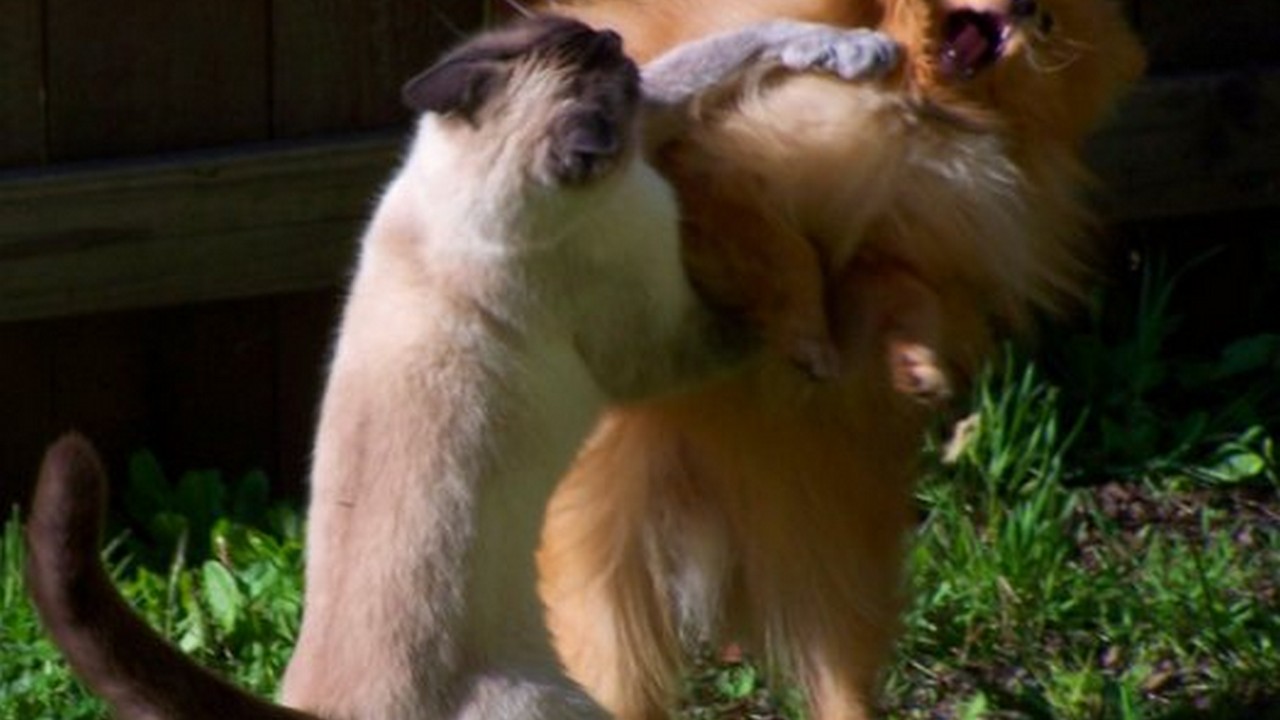 Funny cats try not to laugh or grin