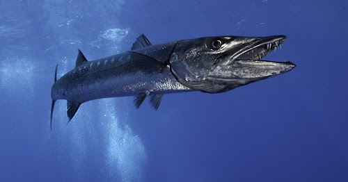 DUNIA IKAN: ikan Baracuda