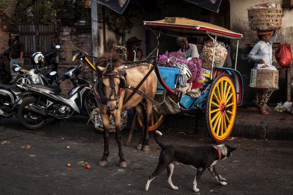 Dokar bali yang tersingkir berangsur angsur Punah - Berita Dewata