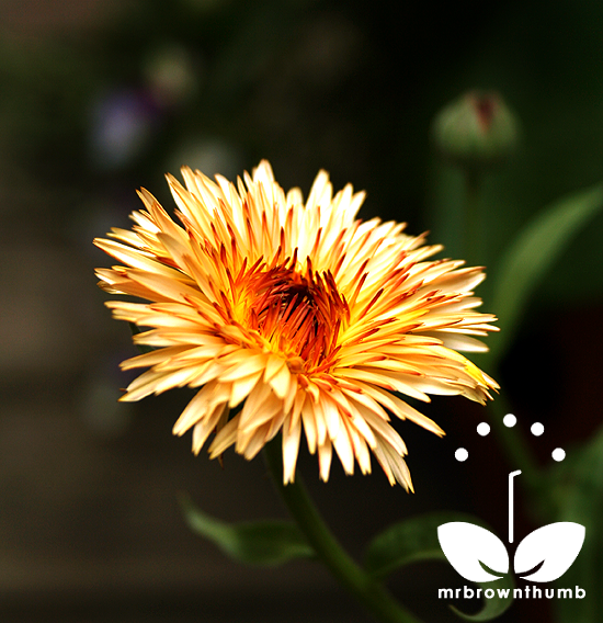 Calendula 'Zeolights' : MrBrownThumb