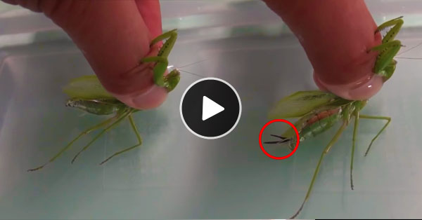 This Man Submerged The Mantis On Water, What Happens Next Is Shocking!