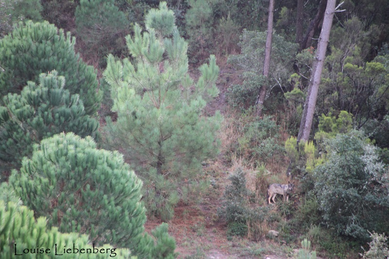Predator Friendly Ranching : Portugal - The wolves