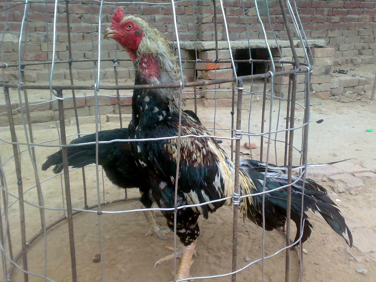 KING GHAZI: My Asil Pictuers