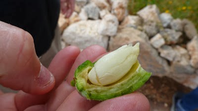 Love For His People: Almond tree blossoms in Israel