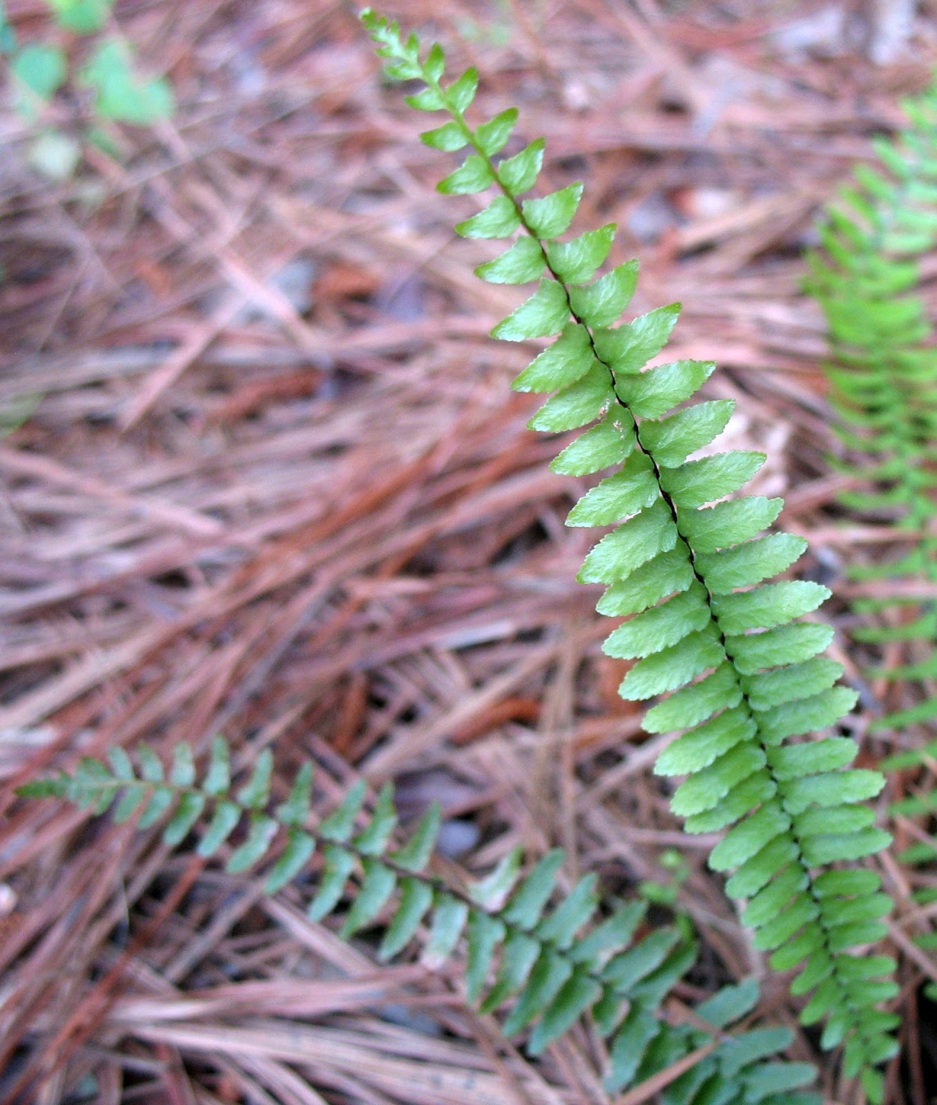 Using Georgia Native Plants: Ferns That Work For You Using Georgia Native Plants: Ferns That Work For You