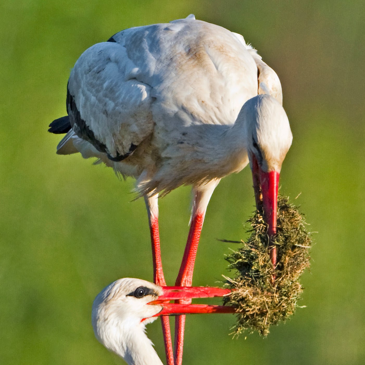 PETER'S PORTFOLIO..............Bird & Wildlife Photography: White Storks