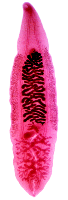 Infection Landscapes: Liver Flukes Part 1: Clonorchis sinensis