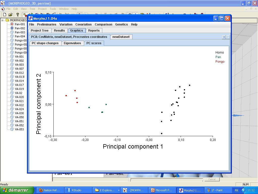 le far west: Morpho J