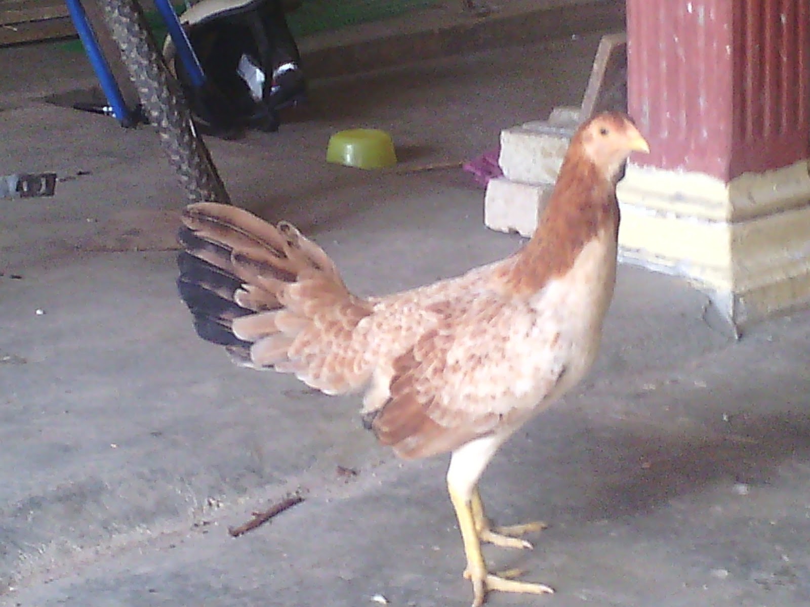 Pembiak Ayam Ratu LHK dan Malaysia Indio Gigante: Fasa 2: Ayam Filipina ...