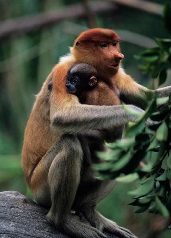 NALLAMANGUDI- KARTHIKEYAN : The proboscis monkey (புரோபோக்ஸிஸ் குரங்கு ...