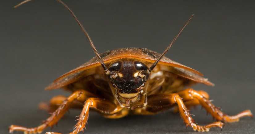 Žohari, laži i mediji