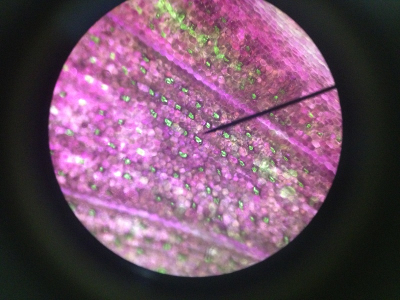 swifty science: stomata lab
