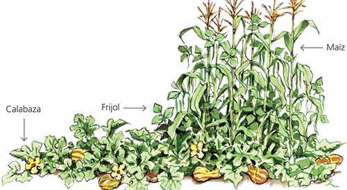 VISIÓN AGROECOLÓGICA: Hacer milpa