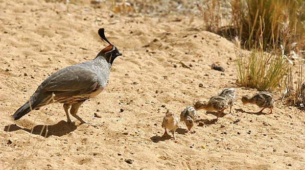 Share Our Garden!: National Candy Month