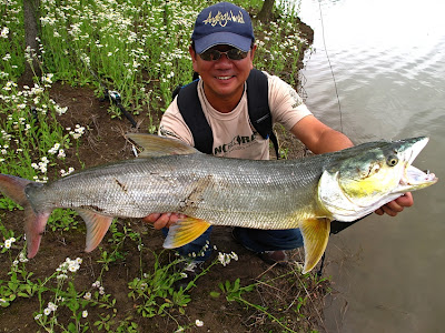 Big Fishes of the World: YELLOWCHEEK CARP (Elopichthys bambusa)