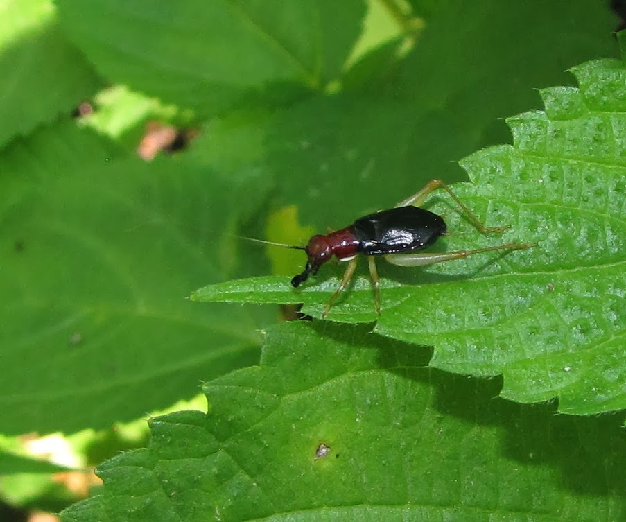 Bug Eric: Red-headed Bush Cricket