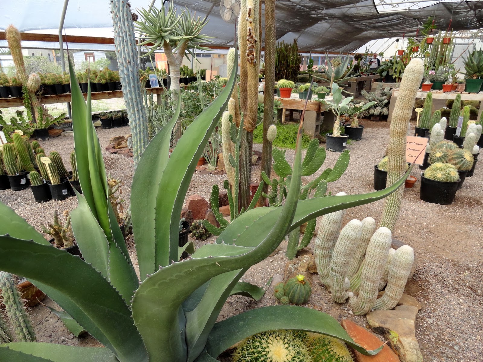 danger garden: Buffalo Bill’s Exotic Cactus Ranch, again (yawn….)