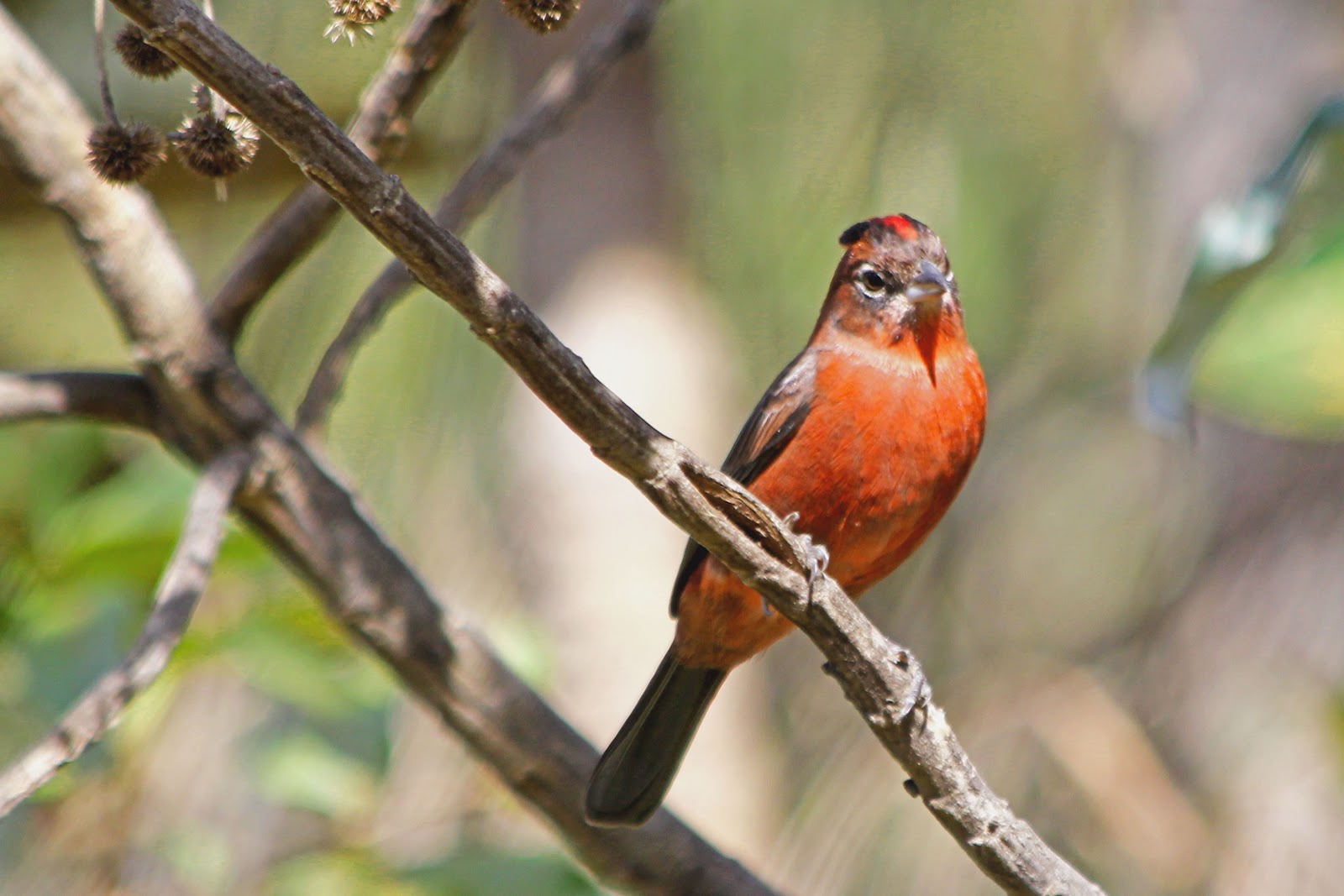 Blog do Gerê: Tico-Tico-Rei