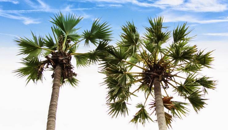 The Thirst of Tamils is the Nation of Tamil Eelam | Sri Lanka Guardian