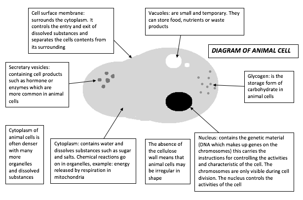 Biology GCSE Revision: 2.2 describe cell structures, including the ...