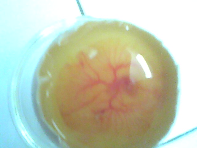 Embriologi Semesta: Perkembangan Embrio Ayam