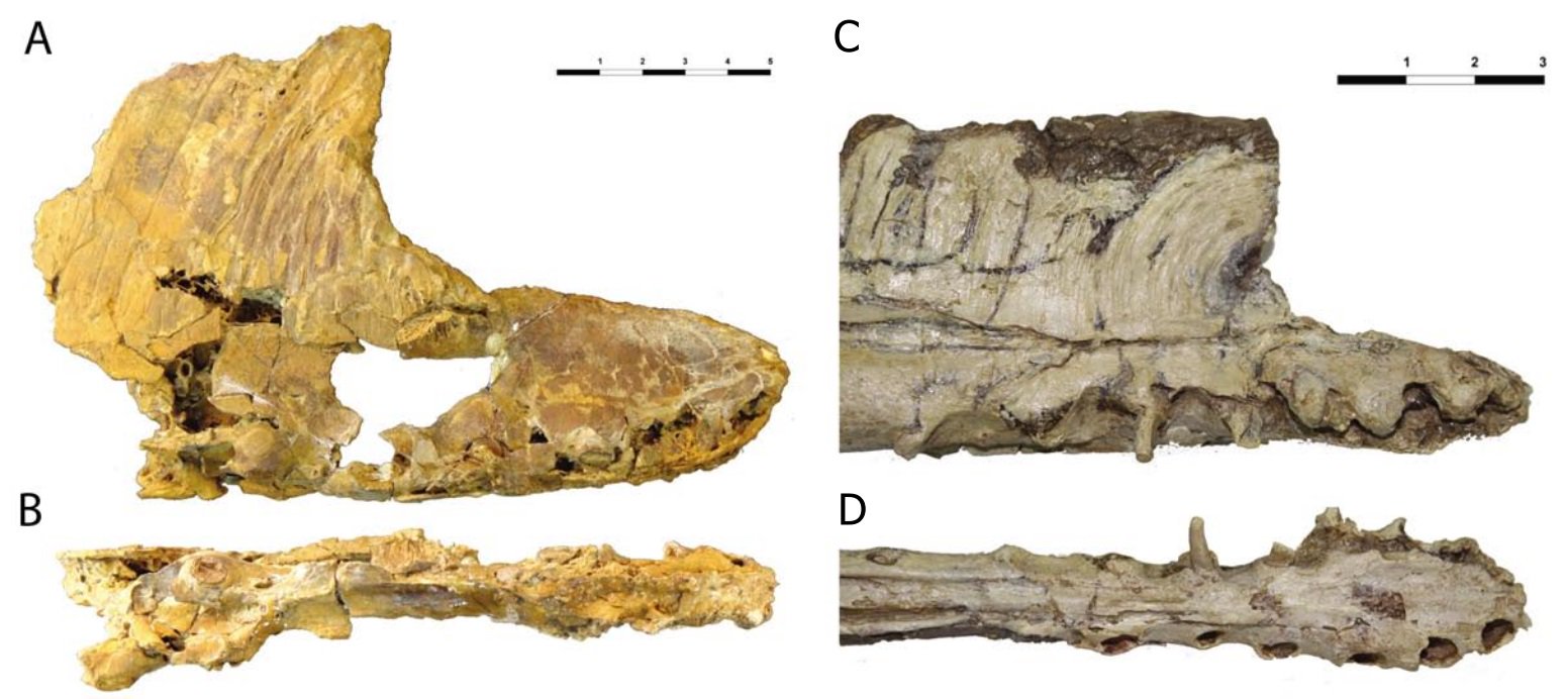 Species New to Science: [Paleontology • 2019] Iberodactylus andreui • A ...
