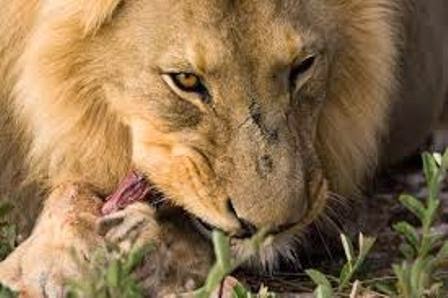 Menilik Makanan Favorit Binatang Singa | Ragam Dunia Hewan