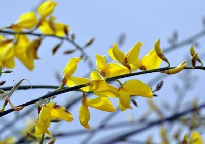 Blog del Màrius Domingo, Ca la Gallineta: Ginesta.