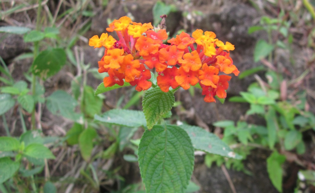 Lantana (Kongini Poovu) | KERALA NATURE AND AYURVEDA