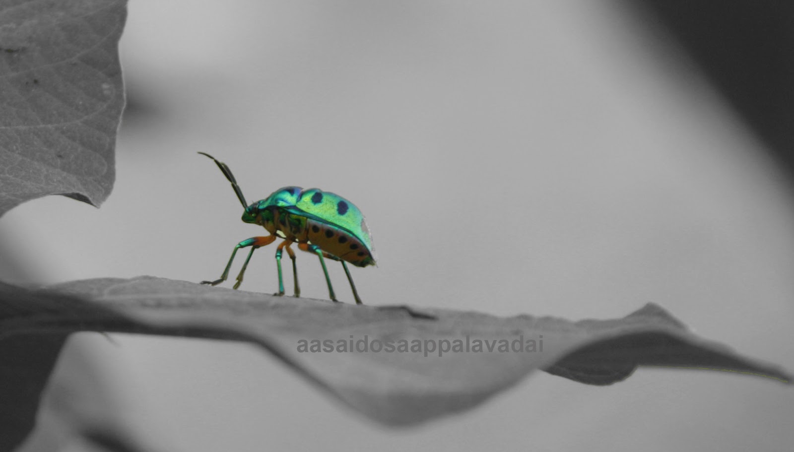 Aasai Dosa Appalam Vadai: The casual visitor and a resident bug