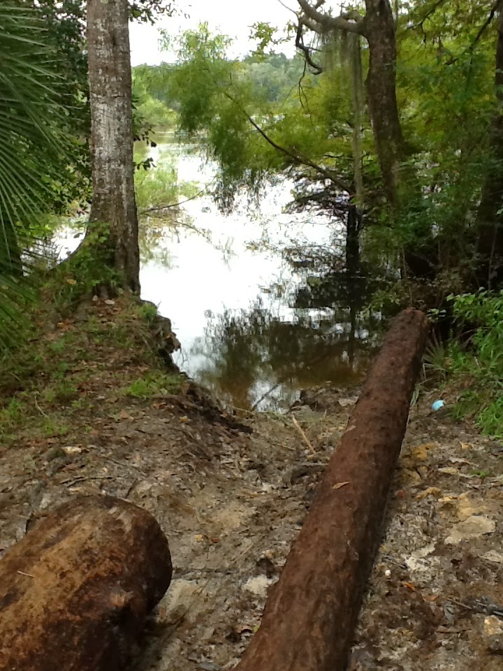 Natural Creations: Sinker Cypress: Nature's Underwater Treasure