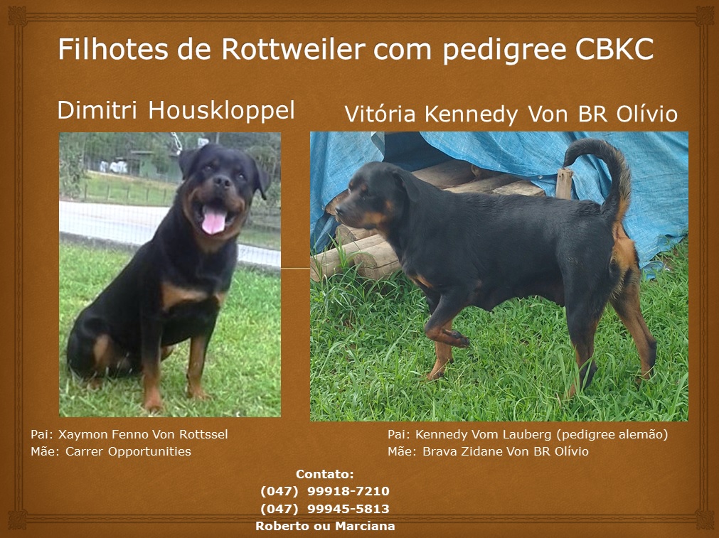 Robbyrott - Rottweilers: Criação selecionada de Rottweilers. Pomerode ...