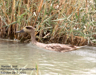 Wild birds of Iraq