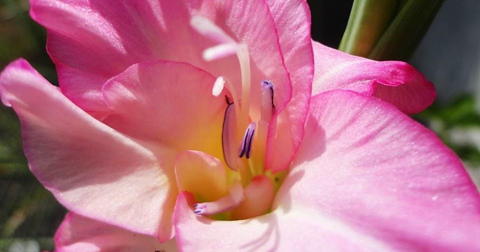 Kebun Bahagia Bersama: Ms. Priscilla Gladdy.