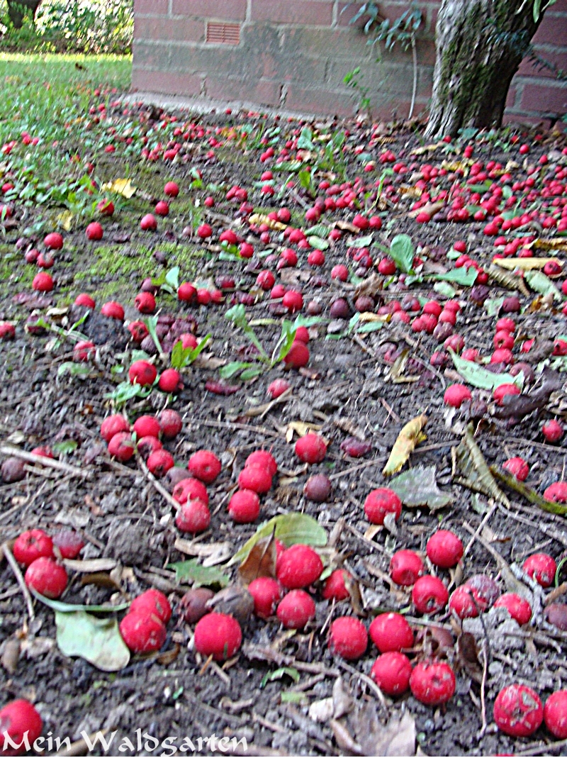 © Mein Waldgarten: Klein, rund und rot sind sie alle, aber
