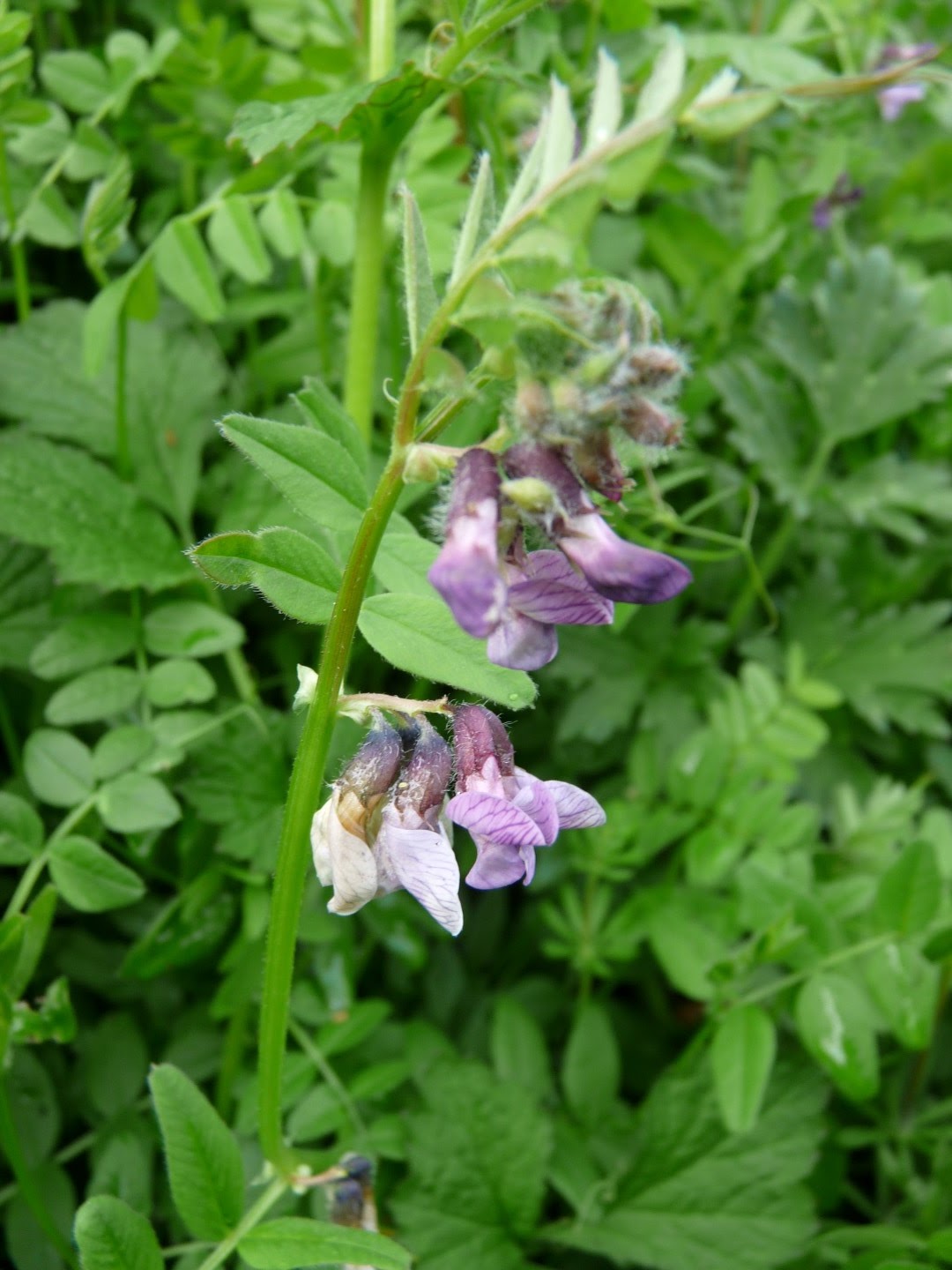 The Flora of Hutton Roof : Vicia sepium (Bush Vetch)