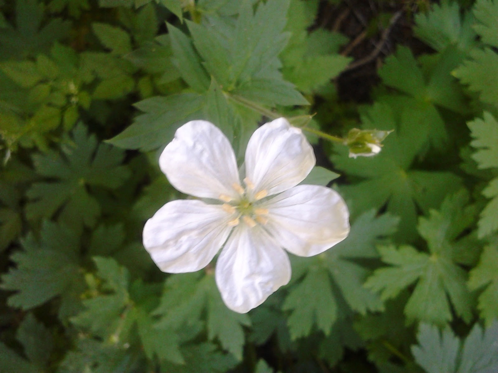 The Organic Suburban Farm Girl: Lambs Canyon Hike and Wild Flower ...