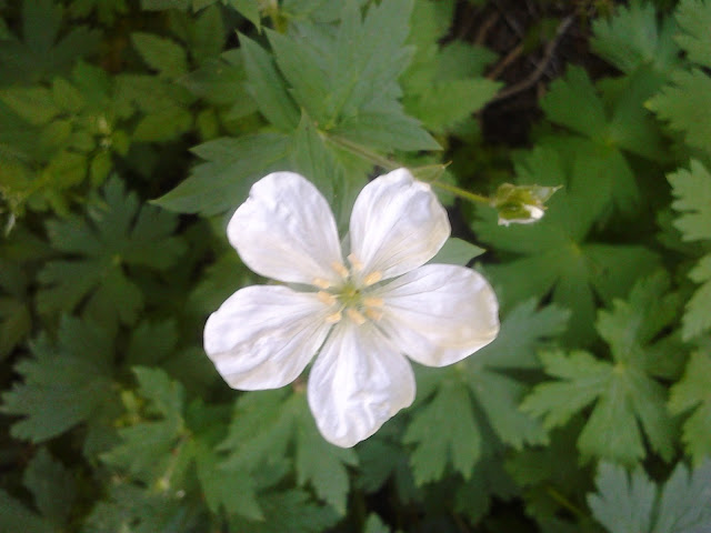 The Organic Suburban Farm Girl: Lambs Canyon Hike and Wild Flower ...