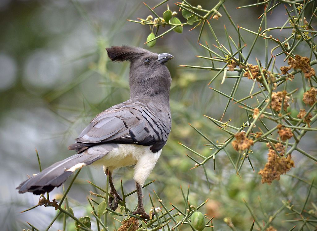 Elsen Karstad's 'Pic-A-Day Kenya': White-Bellied Go-Away Bird. Amboseli ...