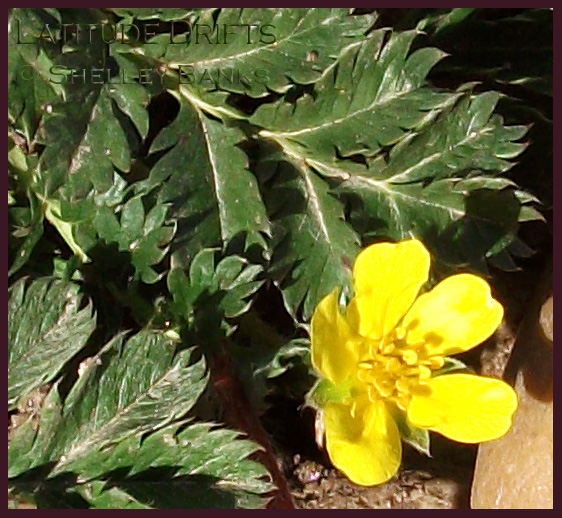 Prairie Wildflowers: Common Silverweed: Creeping Yellow Flower