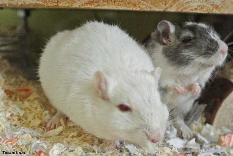 Tassulinna: Gerbiili sairastaa