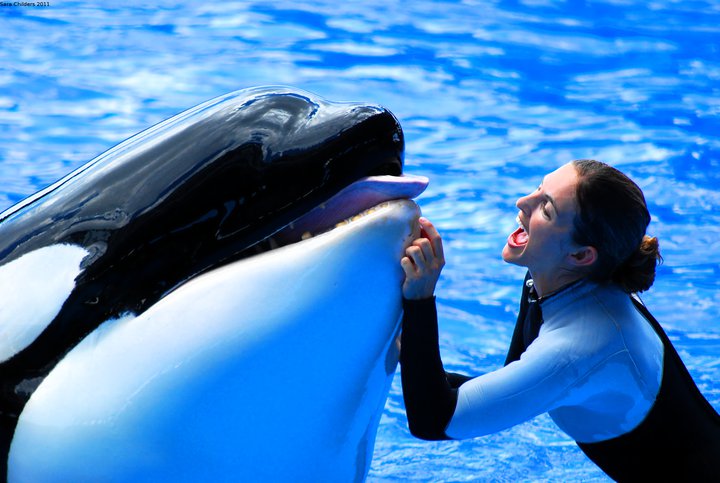 Journey to My Dream Job